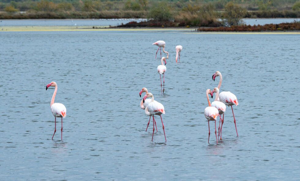 Saving the Salina - Wetland-based Solutions