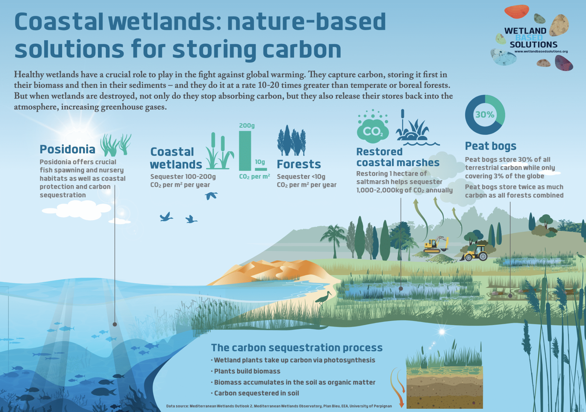 Coastal wetlands: nature-based solutions for storing carbon - Wetland ...